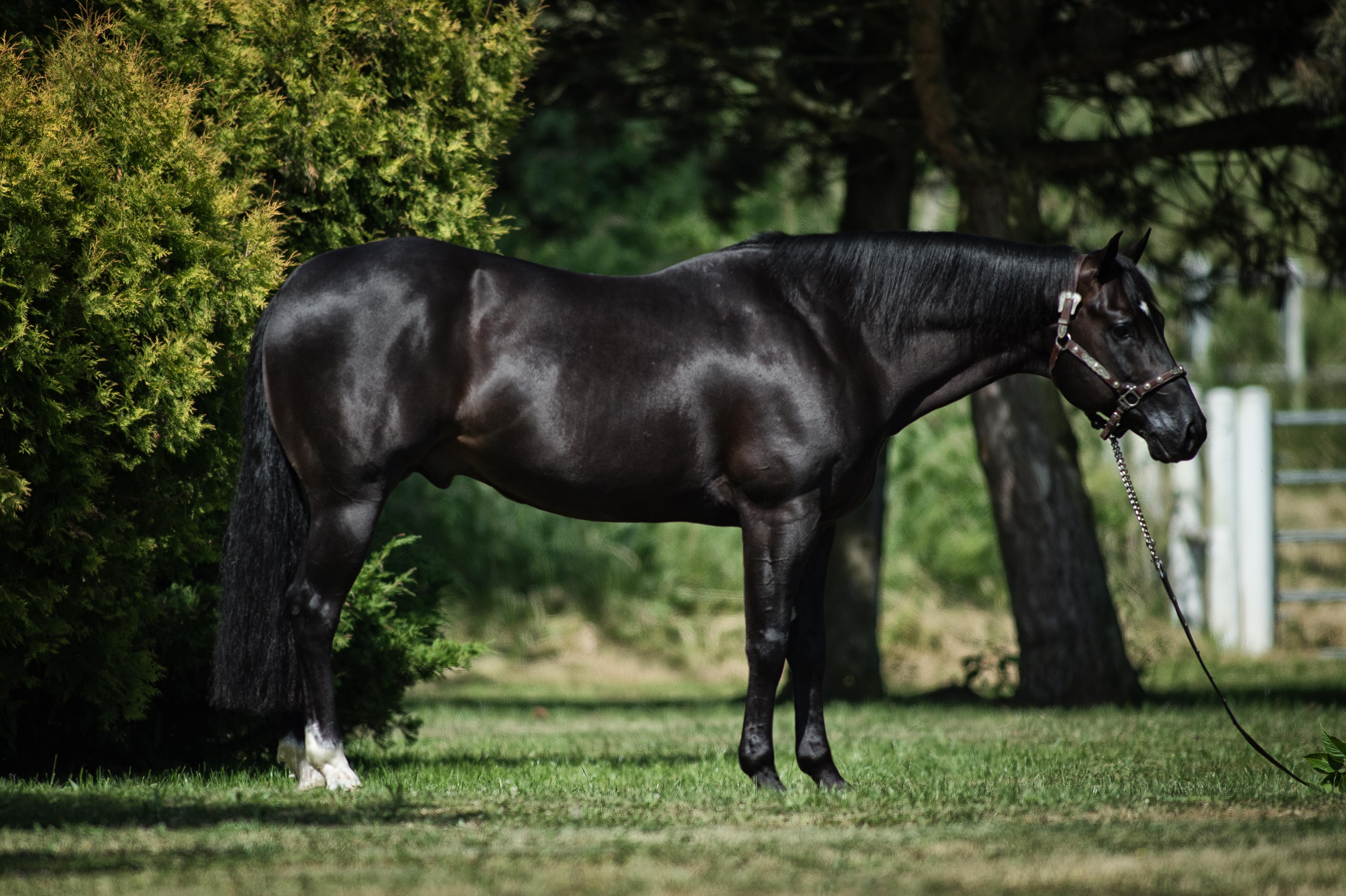 Stallion promotion